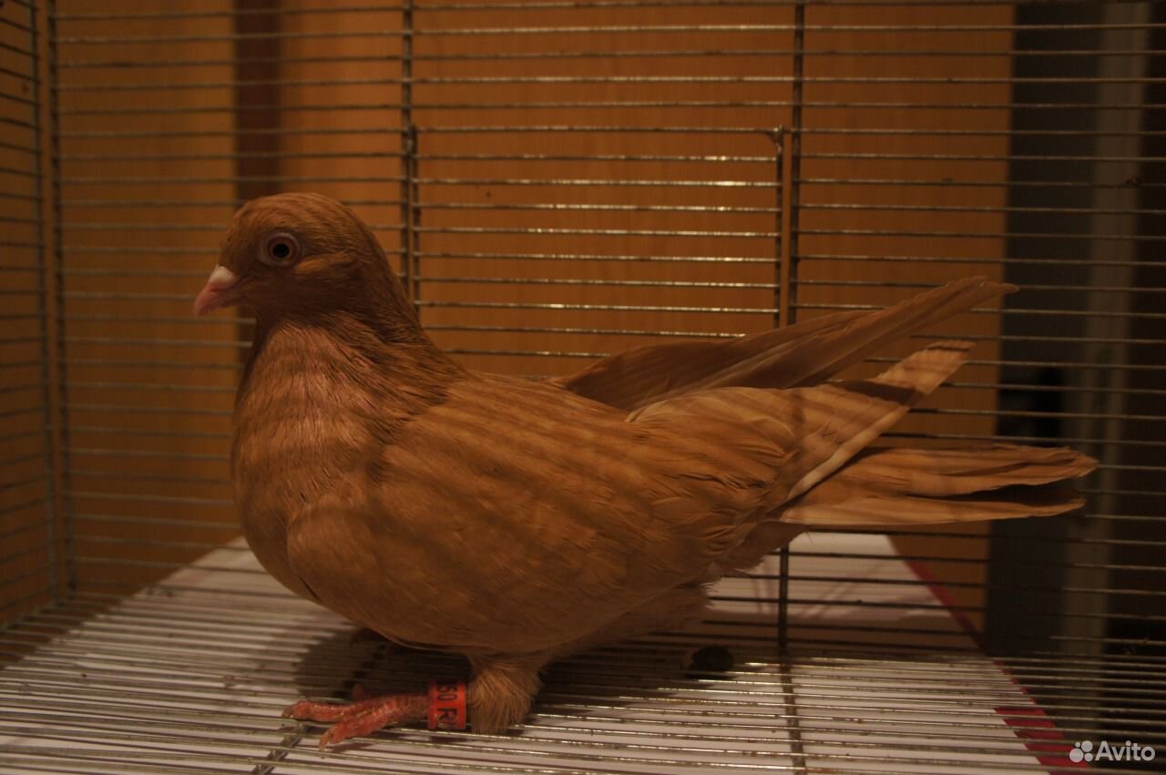 Пермские голуби