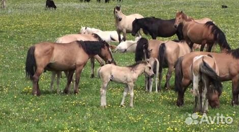 Жеребят 2019г.р