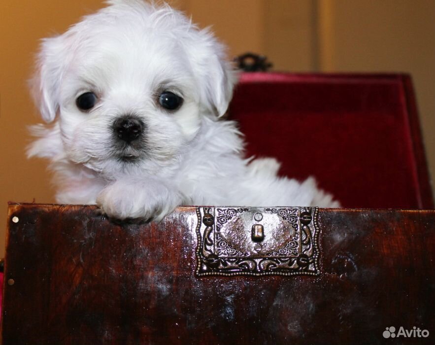 Белый ангел с небес к нам спустился