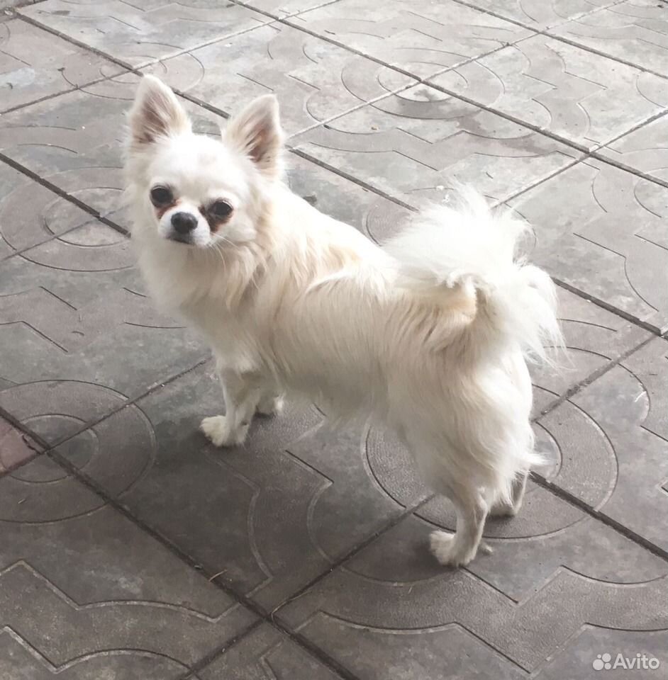 Кобель белый для продолжения рода