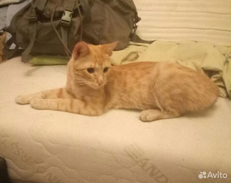 Солнечный рыжий, чудесный котенок Любый