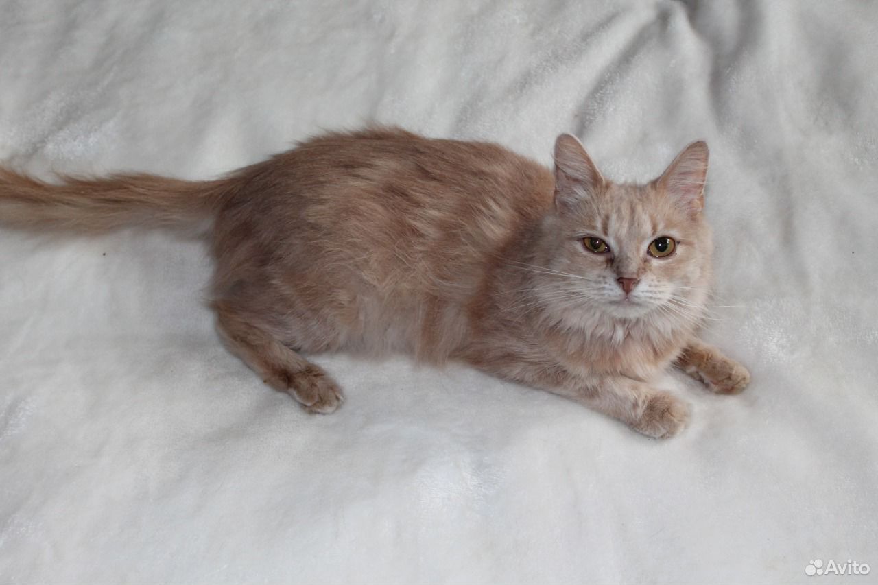 Рыжая красавица Василиса