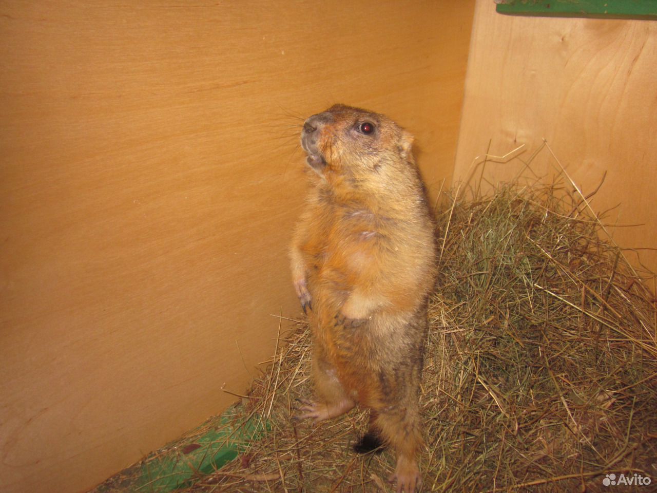 Сурок байбак