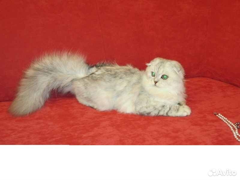 Котик ждет кошечек