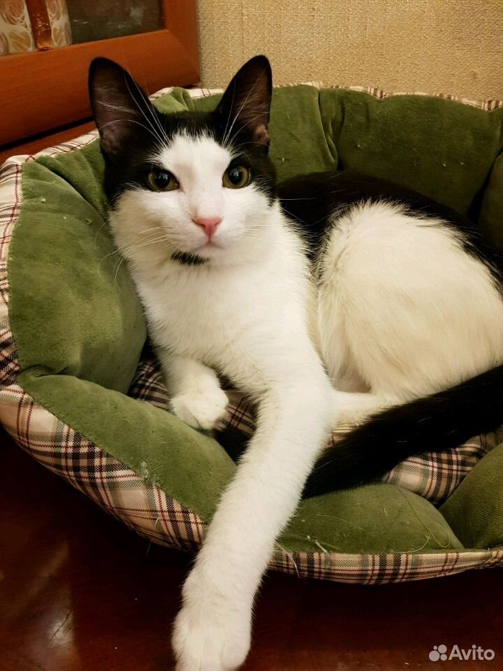 Котенок черно-белый Феня кастрат привит 1год