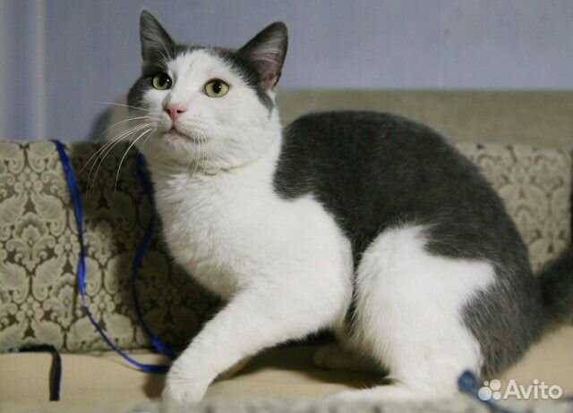 Лучший кот - без хлопот. Красавец Филимон в дар