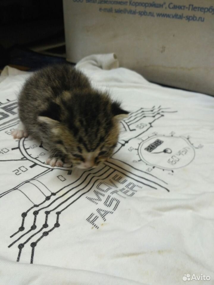 Отдам двух Котяток