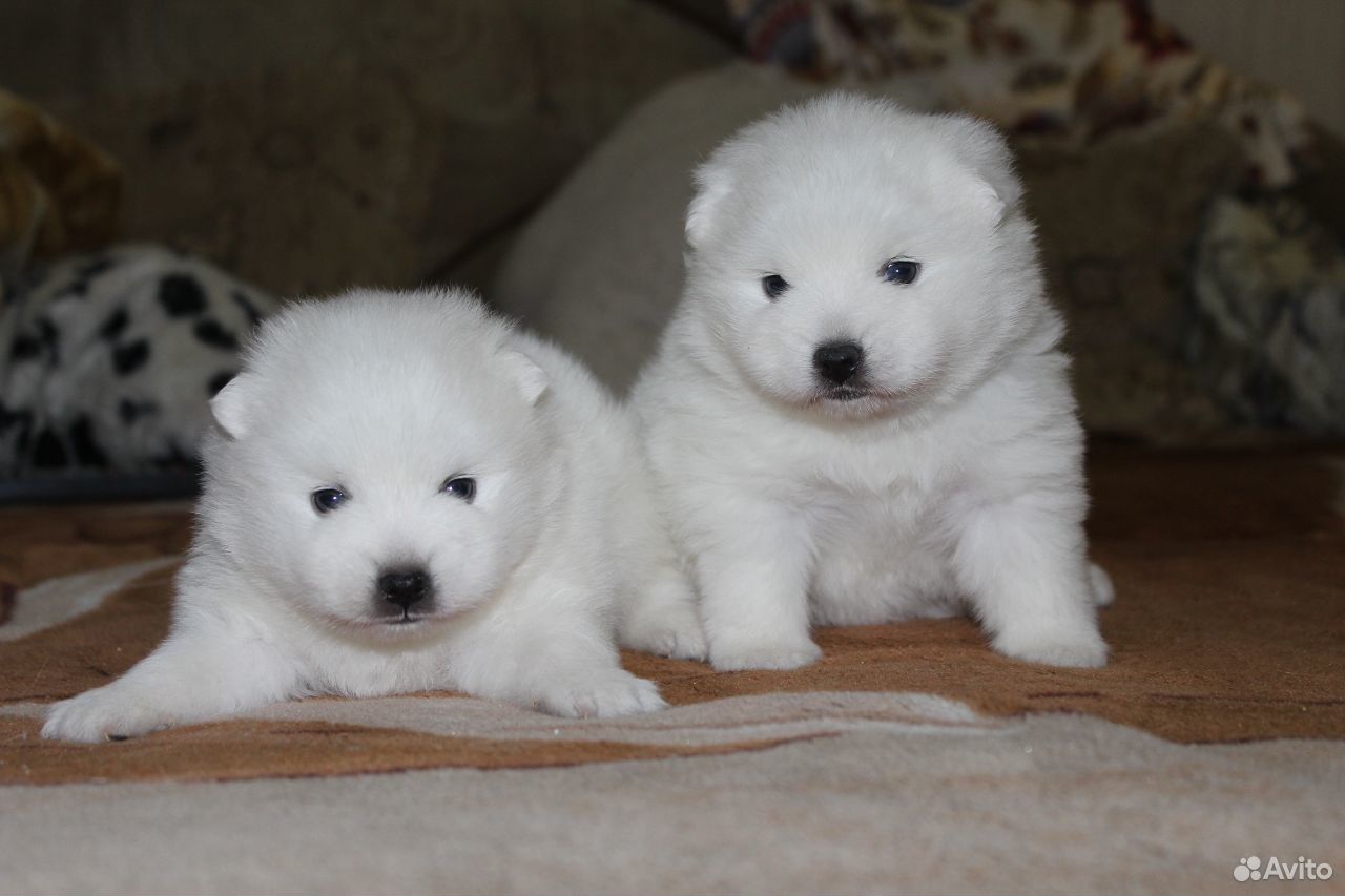 Белоснежное японское чудо