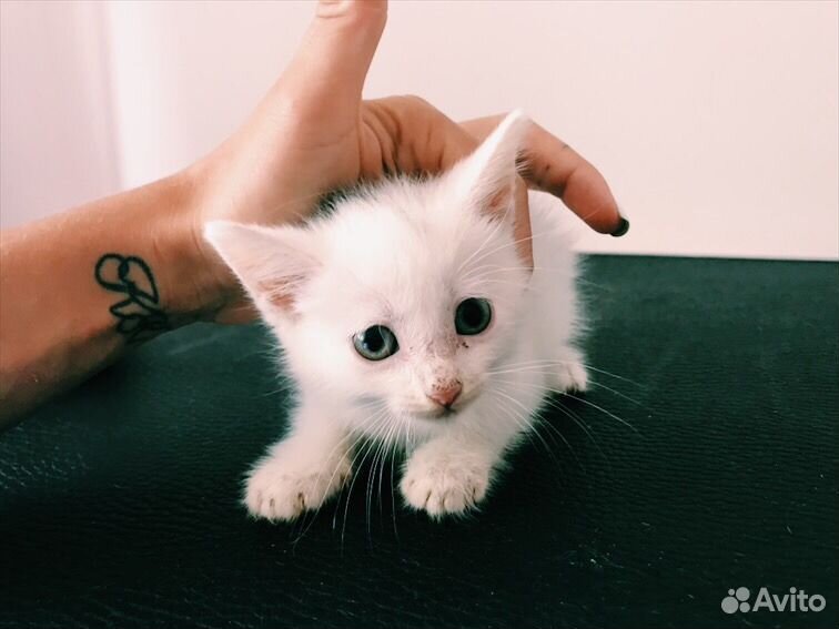 Турецкая ангора котёнок малыш