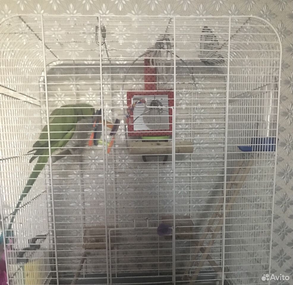 Попугай ожереловый