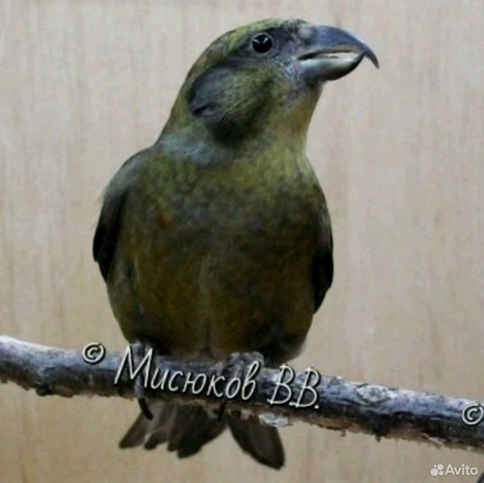 Клест еловик