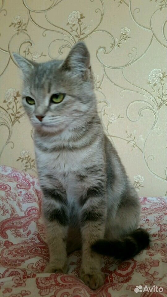 Котенок 7 мес шотландская