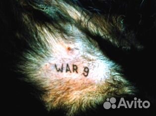 Ротвейлера. клеймение щенков. актировка