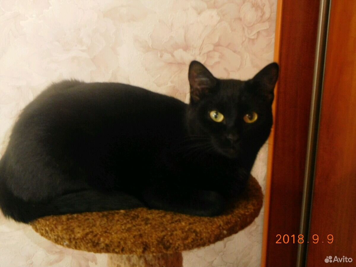 Кошечка Лиза 1,5 года