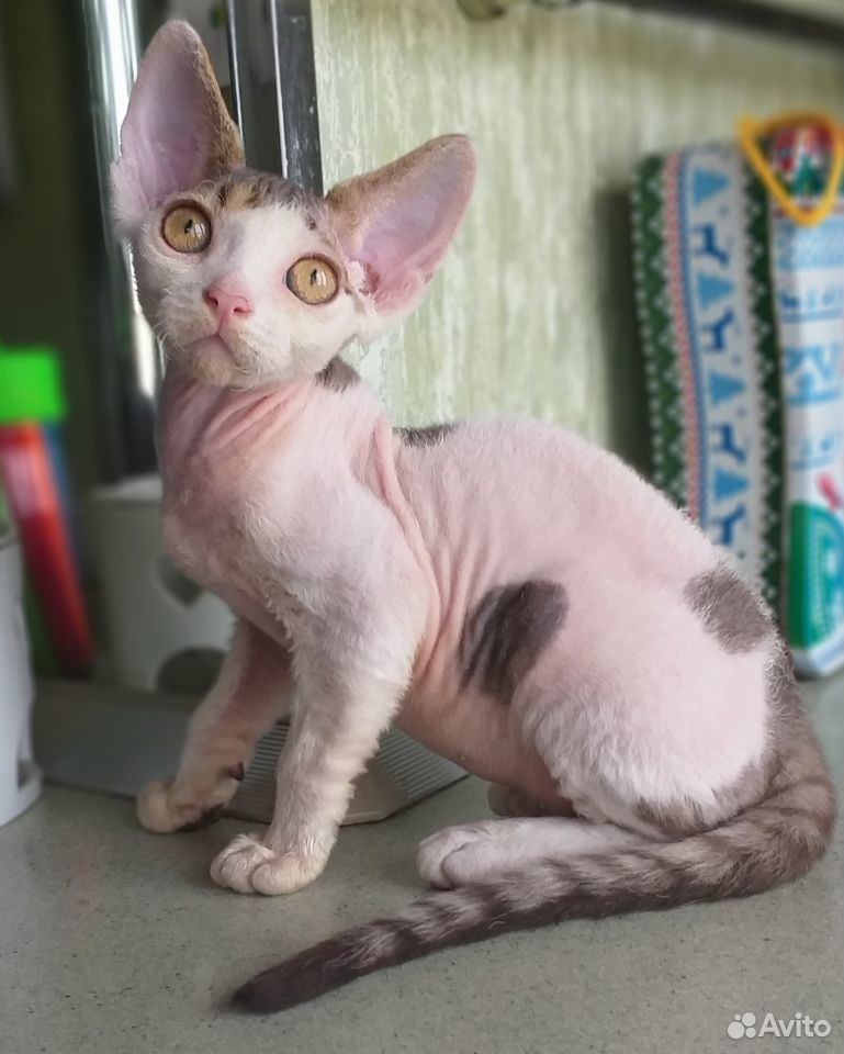 Красивый девон