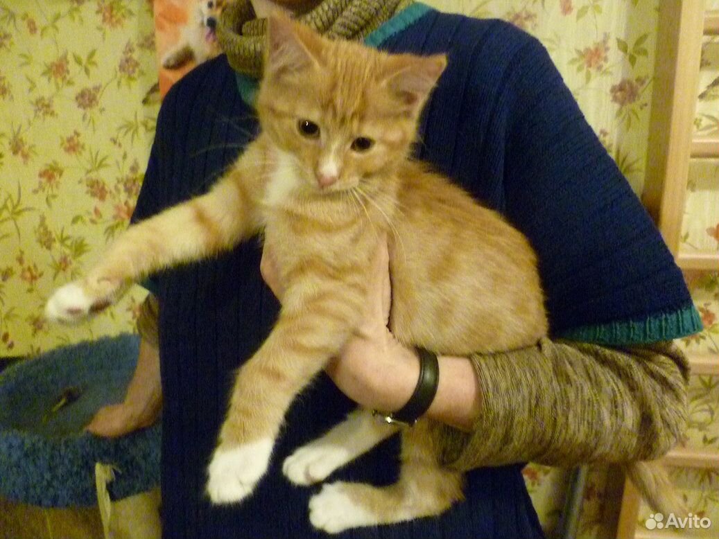 Котенок рыжик ищет любящих ответственных родителей