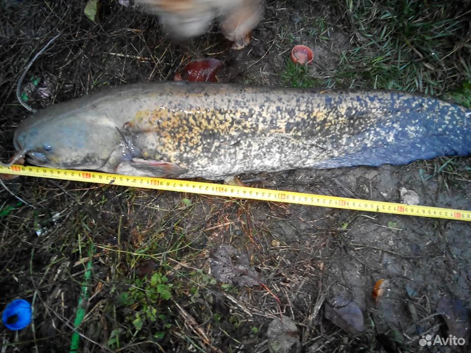 Производители сома европейского