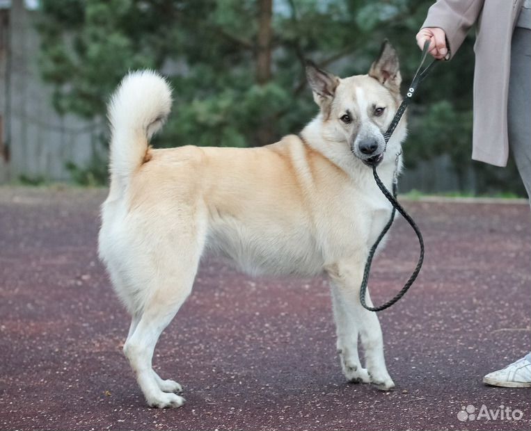 Идеальная собака для людей за 50 лет