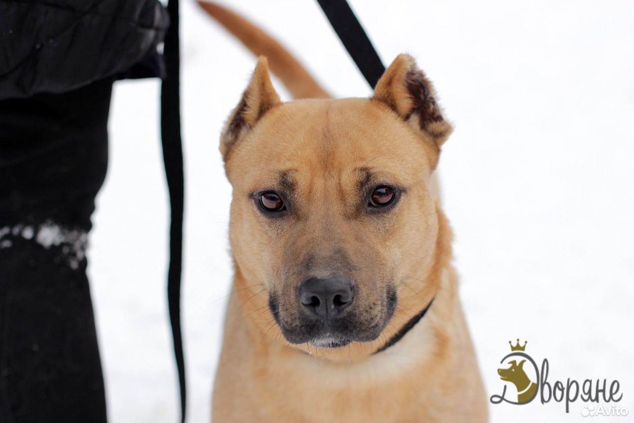 Невероятно добрая Бэтти (метис стаффа)