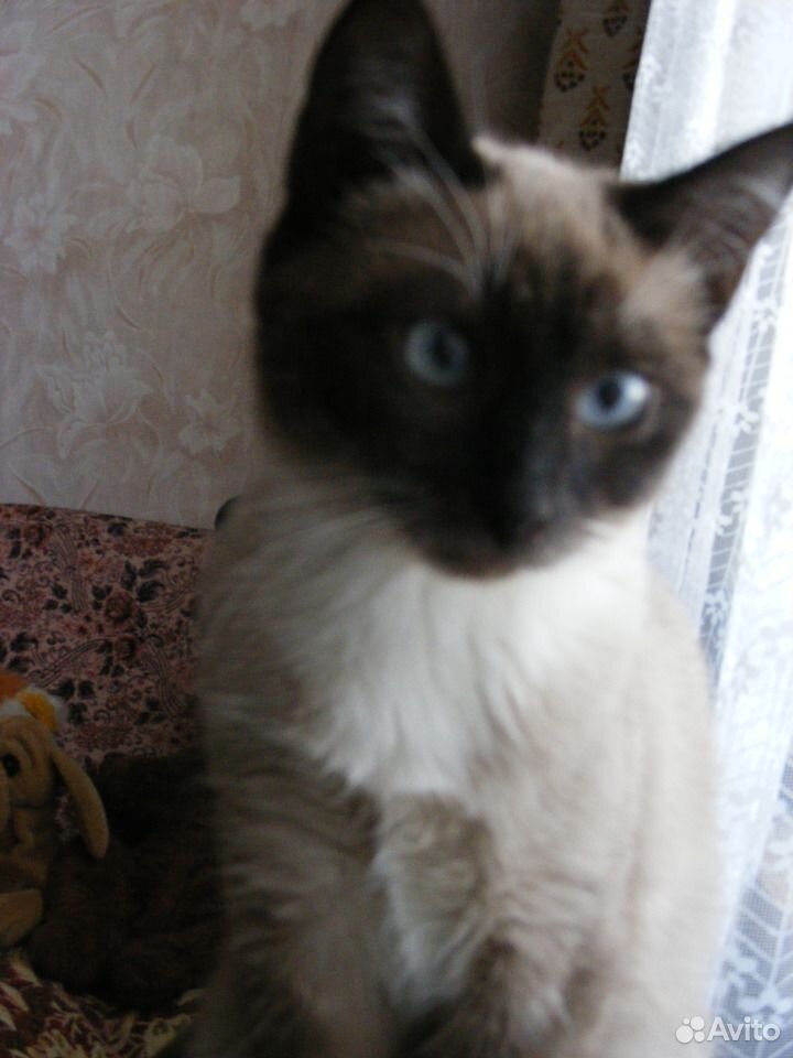 Малышка Кристи