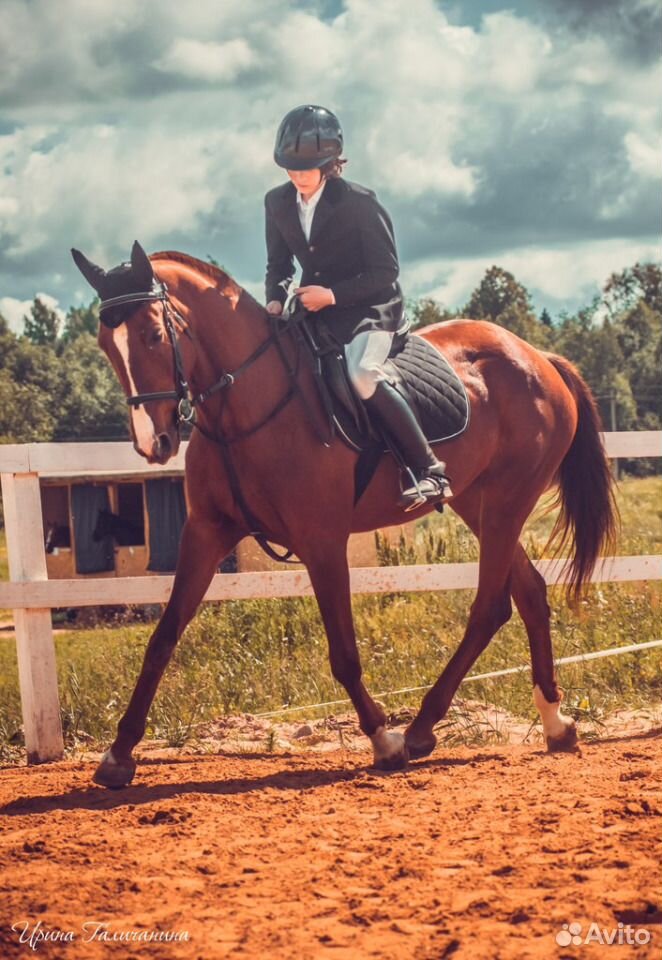Спортивная кобыла, продажа
