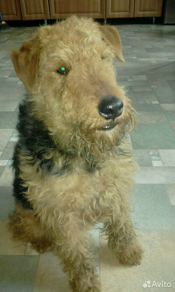 Вельштерьер для вязки