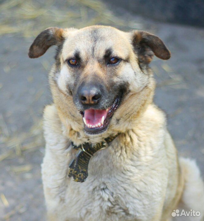 Добродушная пампушка Булка