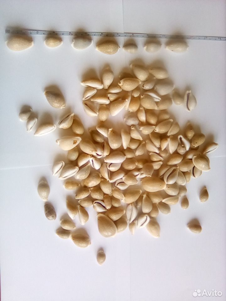 Морские ракушки с отверстиями. Ципреи, Стромбус