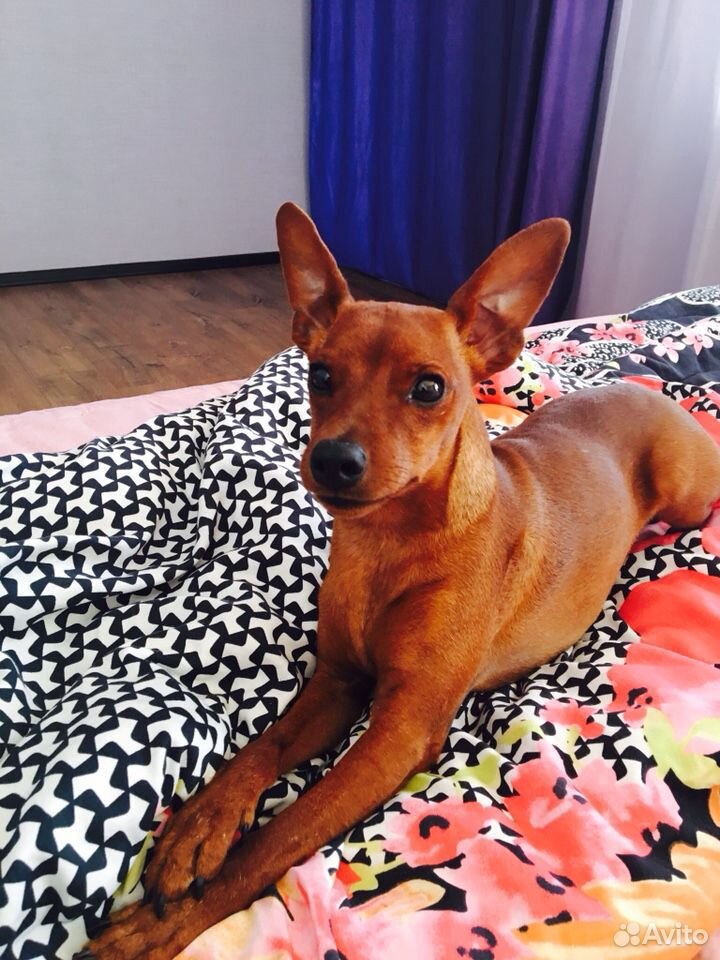 Случка Мальчик Карликовый пинчер,цвергпинчер