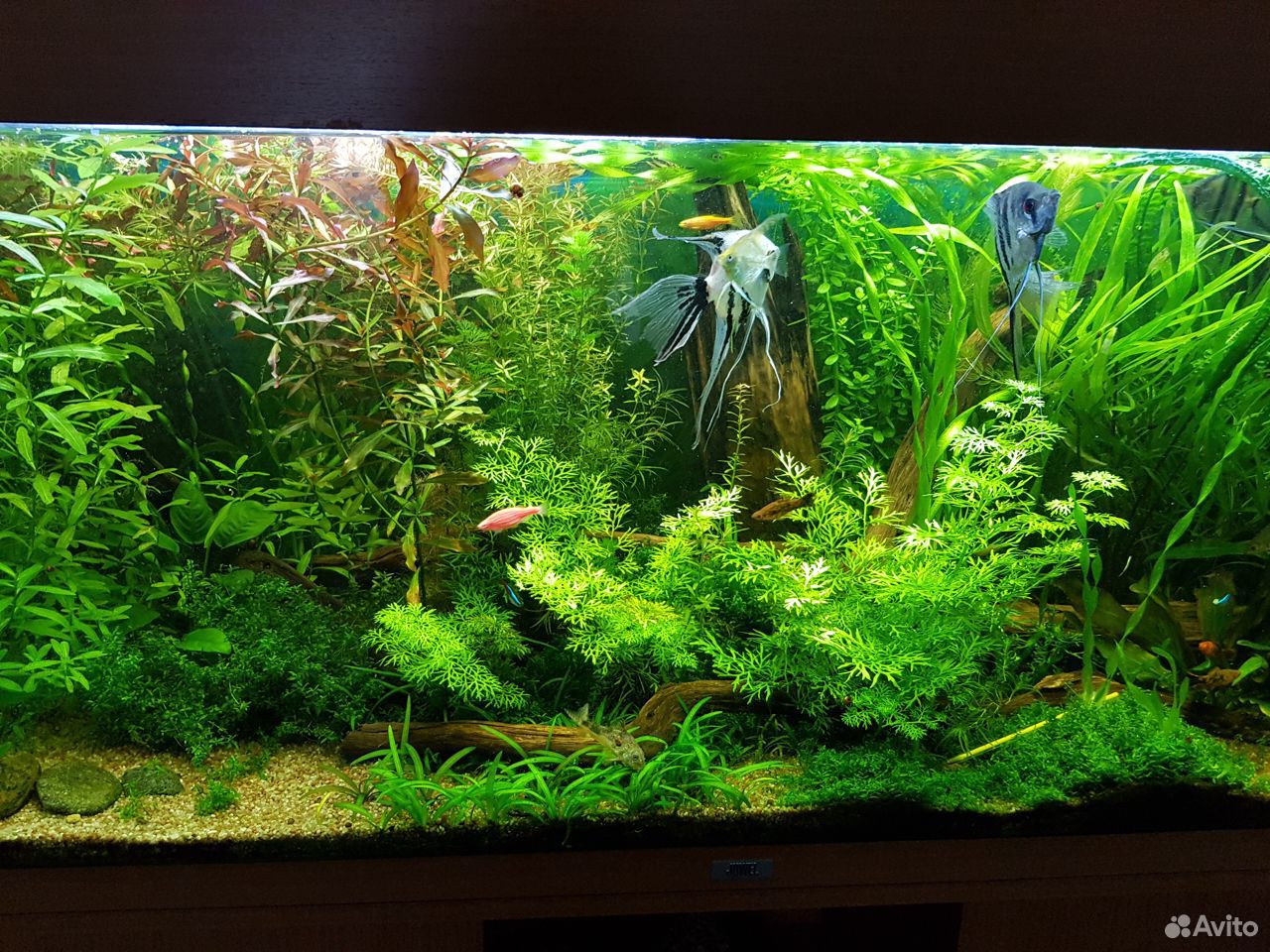 Растения для аквариума -прополка пакетом