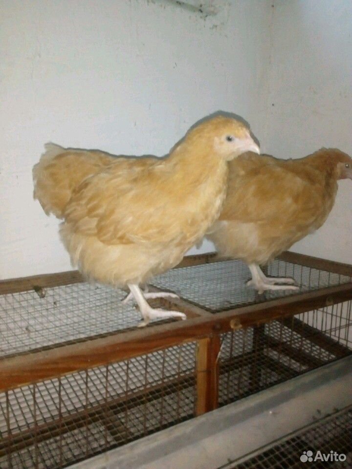 Циплята орпингтона палевого,золотокаймленого