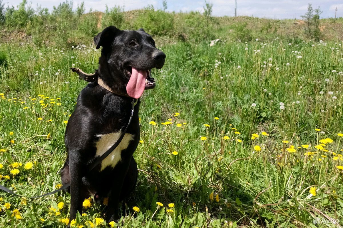 Пёс собака в добрые руки (в дар)