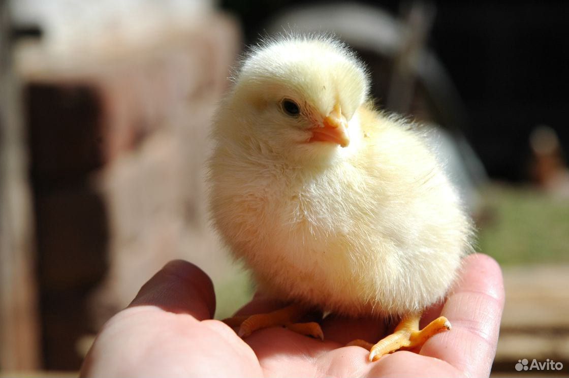 Цыплята бройлеры