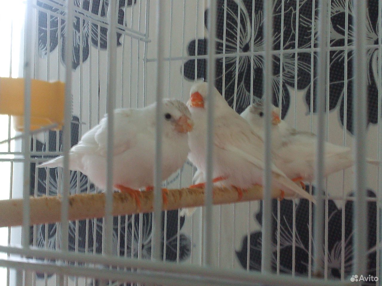 Амадины птенчики