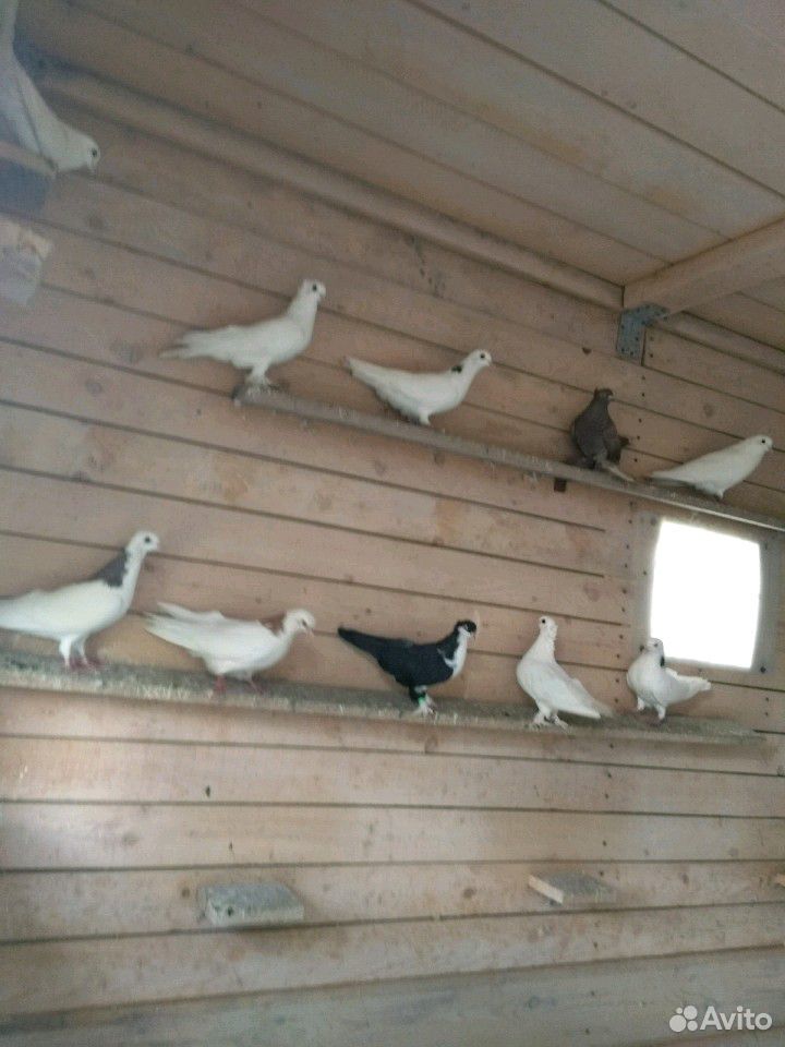 Голубь
