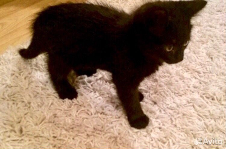 Котёнок черный, мальчик, 2, 5 мес