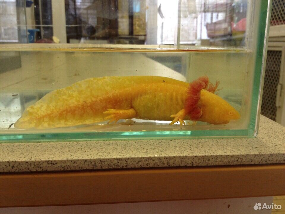 Аксолотль бесплатно