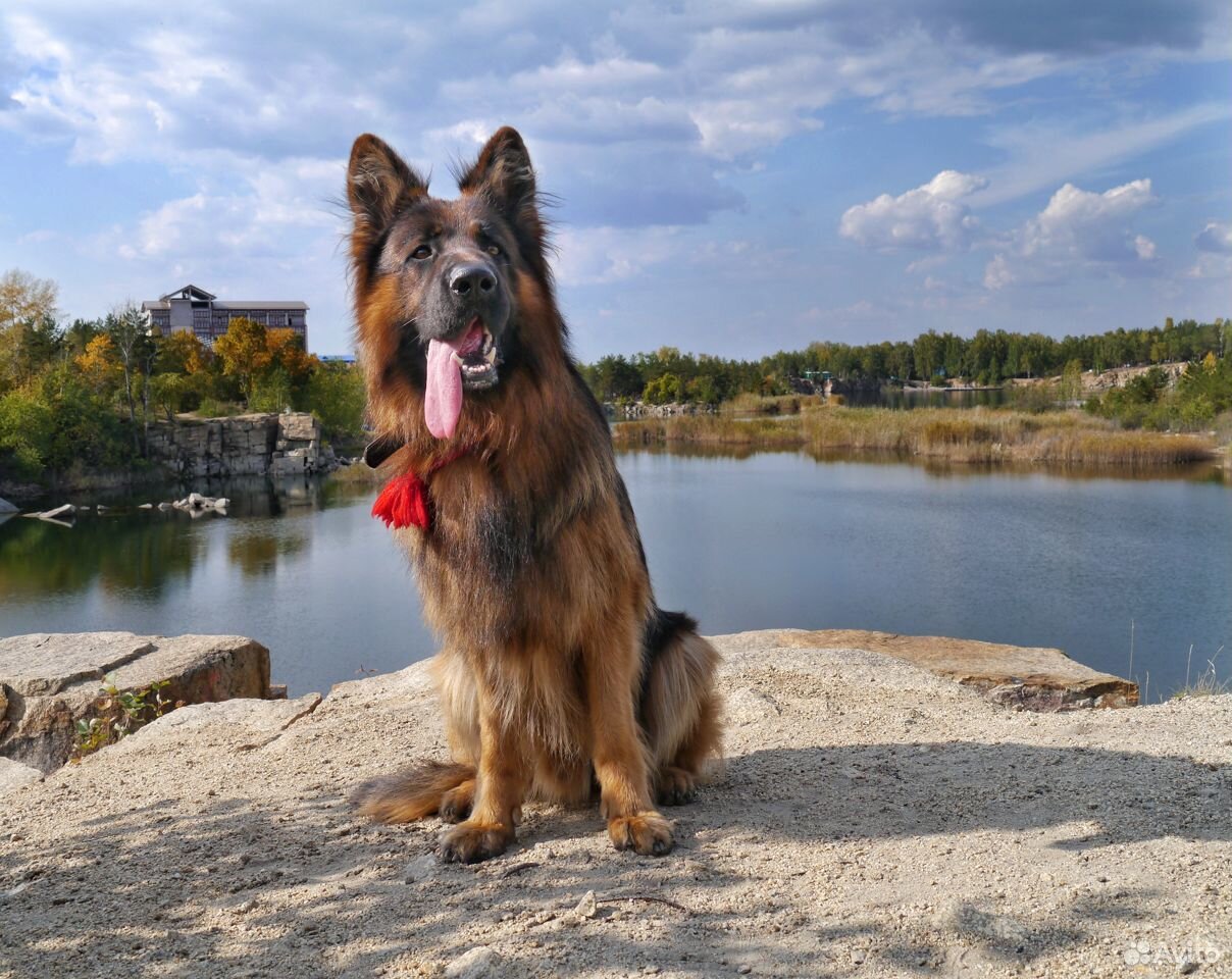 Кобель немецкой овчарки ждёт подругу для вязки