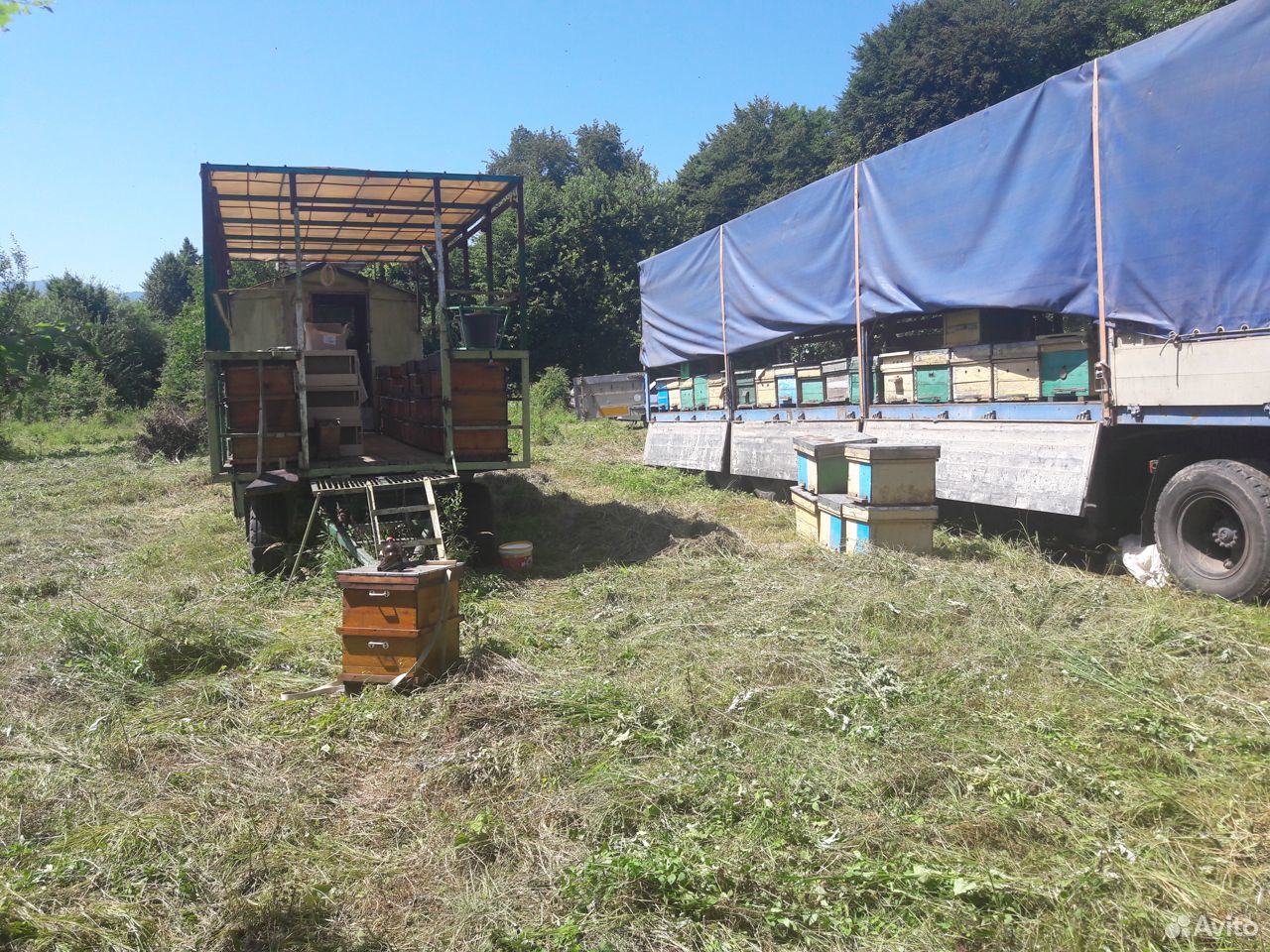 Пчелы, пчелопакеты, пчеломатки