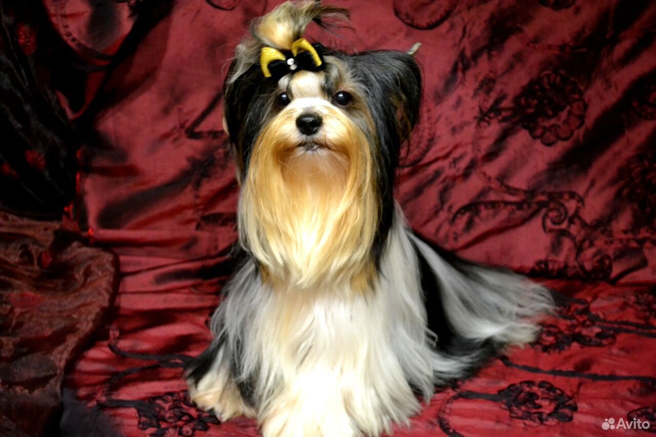 Подрощенный мальчик бивер