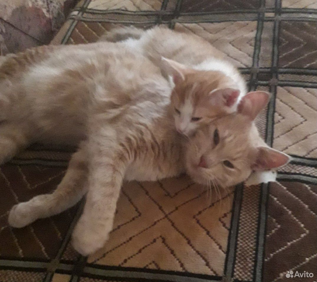 Красавец котик в добрый дом