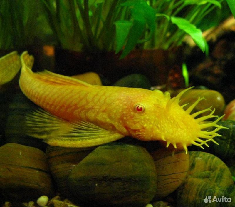 Анциструс золотой альбинос (Ancistrus Albino Gold)