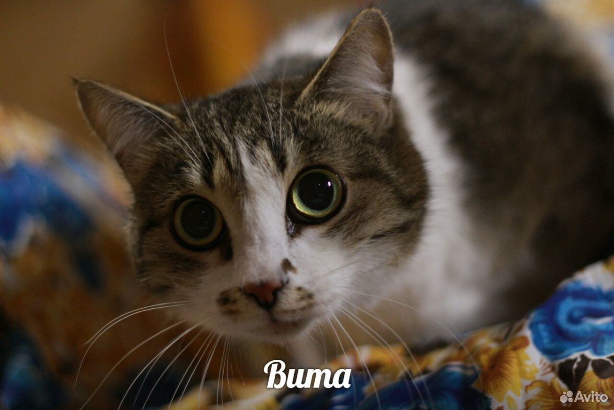 Кошка Вита