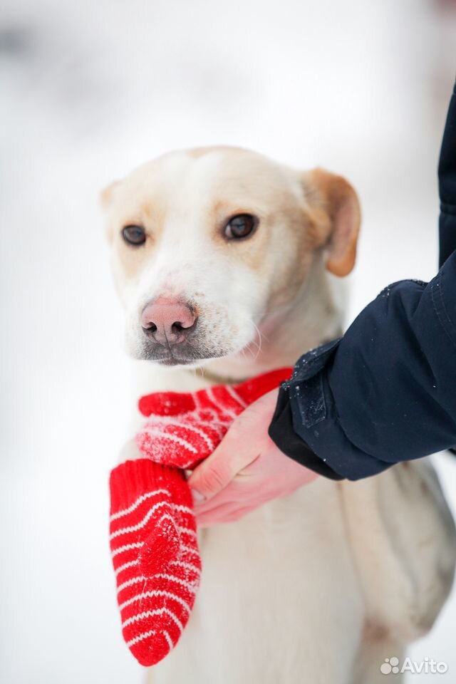 Ищет дом не крупный пес Маск