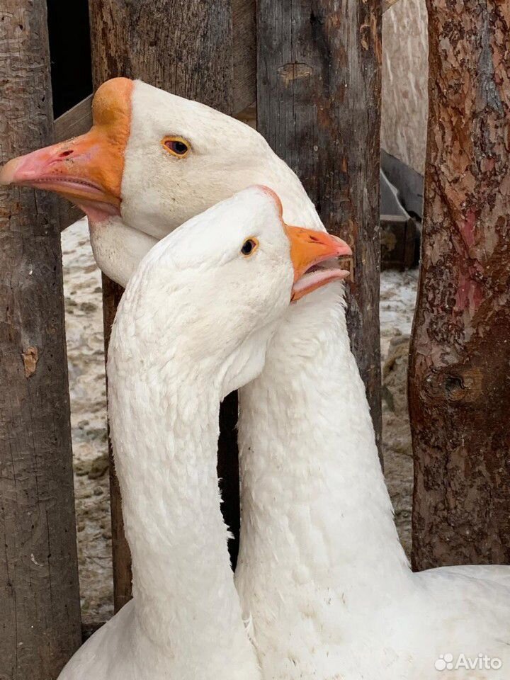 Гуси Холмогоры