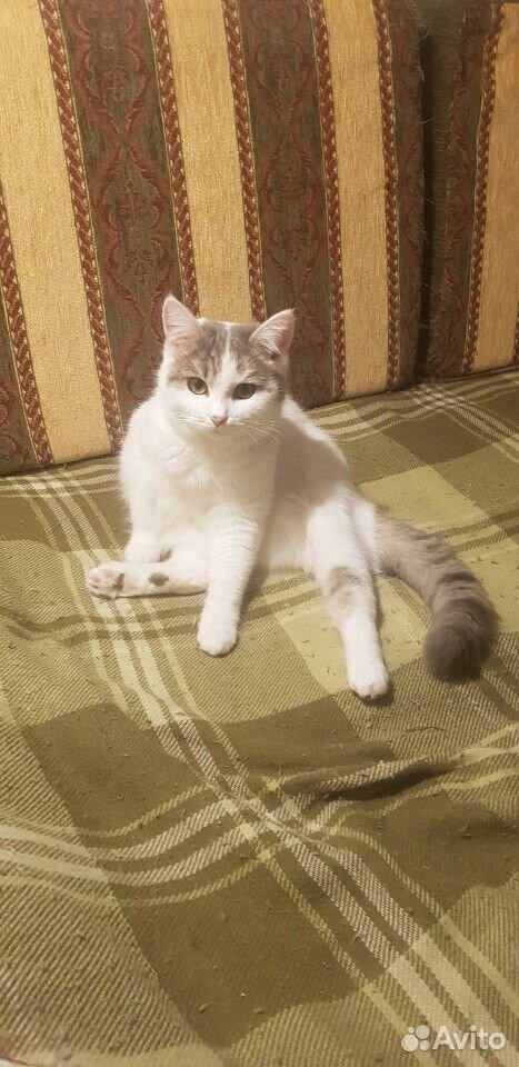Кошка белая девочка 1год,привита, стерильна