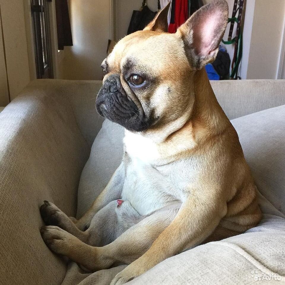 Вязка, Французский Бульдог Супер Мачо