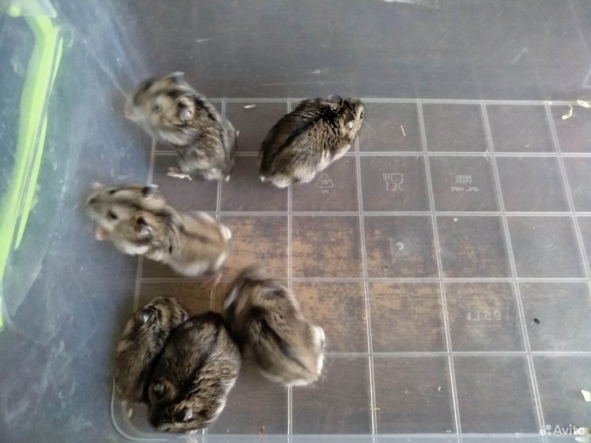 Джунгарский хомяк взрослый самец