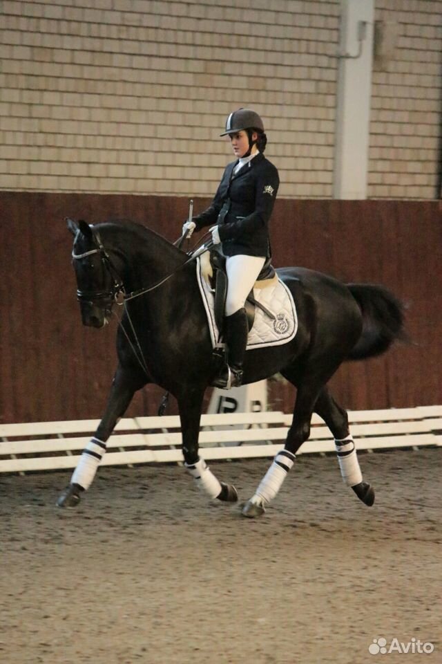Продаётся спортивная лошадь