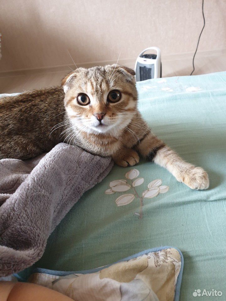 Шотландская вислоушка ищет жениха